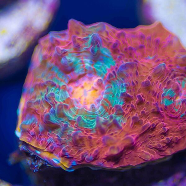 Homepage | BSA Corals