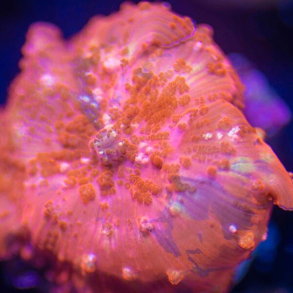 Homepage | BSA Corals