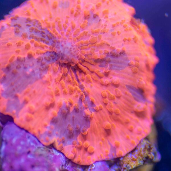 Homepage | BSA Corals