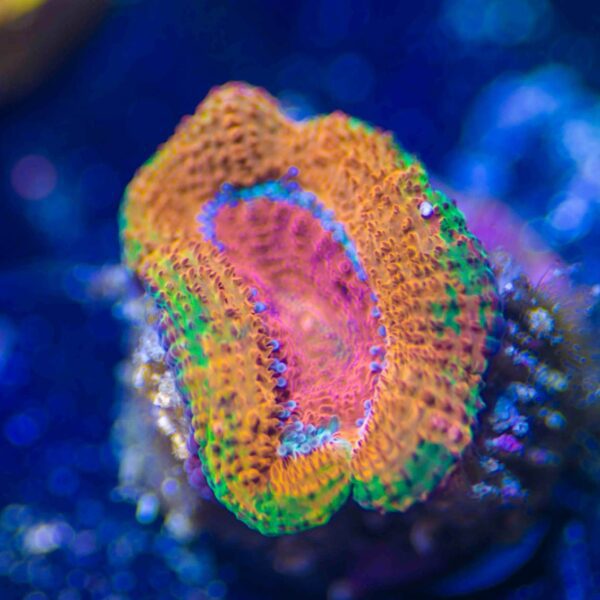 Homepage | BSA Corals