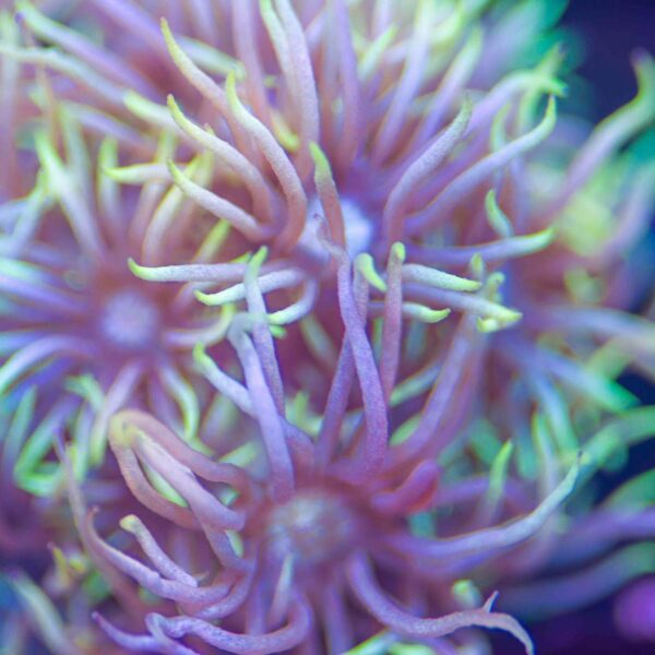 Homepage | BSA Corals
