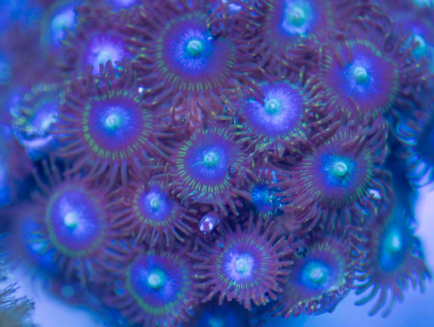 Homepage | BSA Corals
