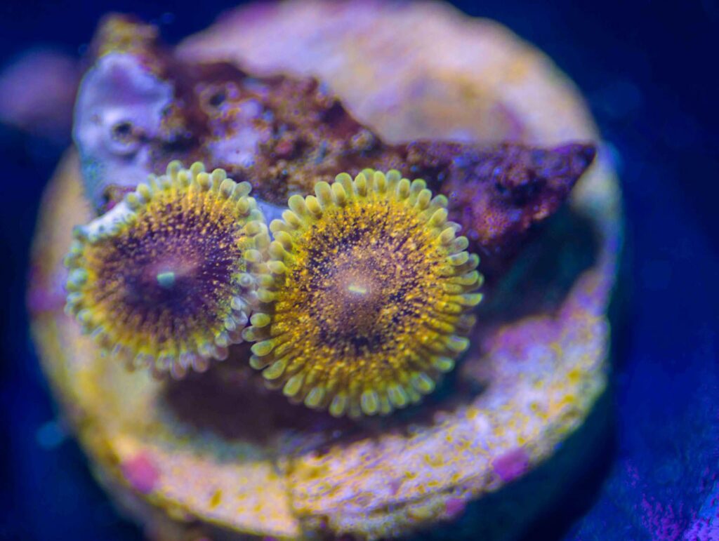 Homepage | BSA Corals