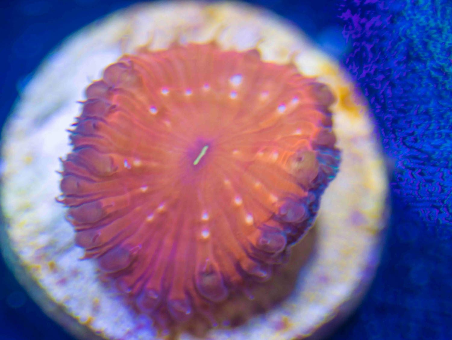 Homepage | BSA Corals