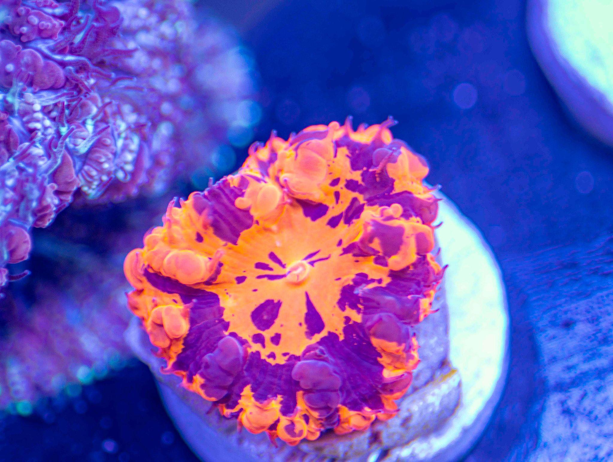 Homepage | BSA Corals