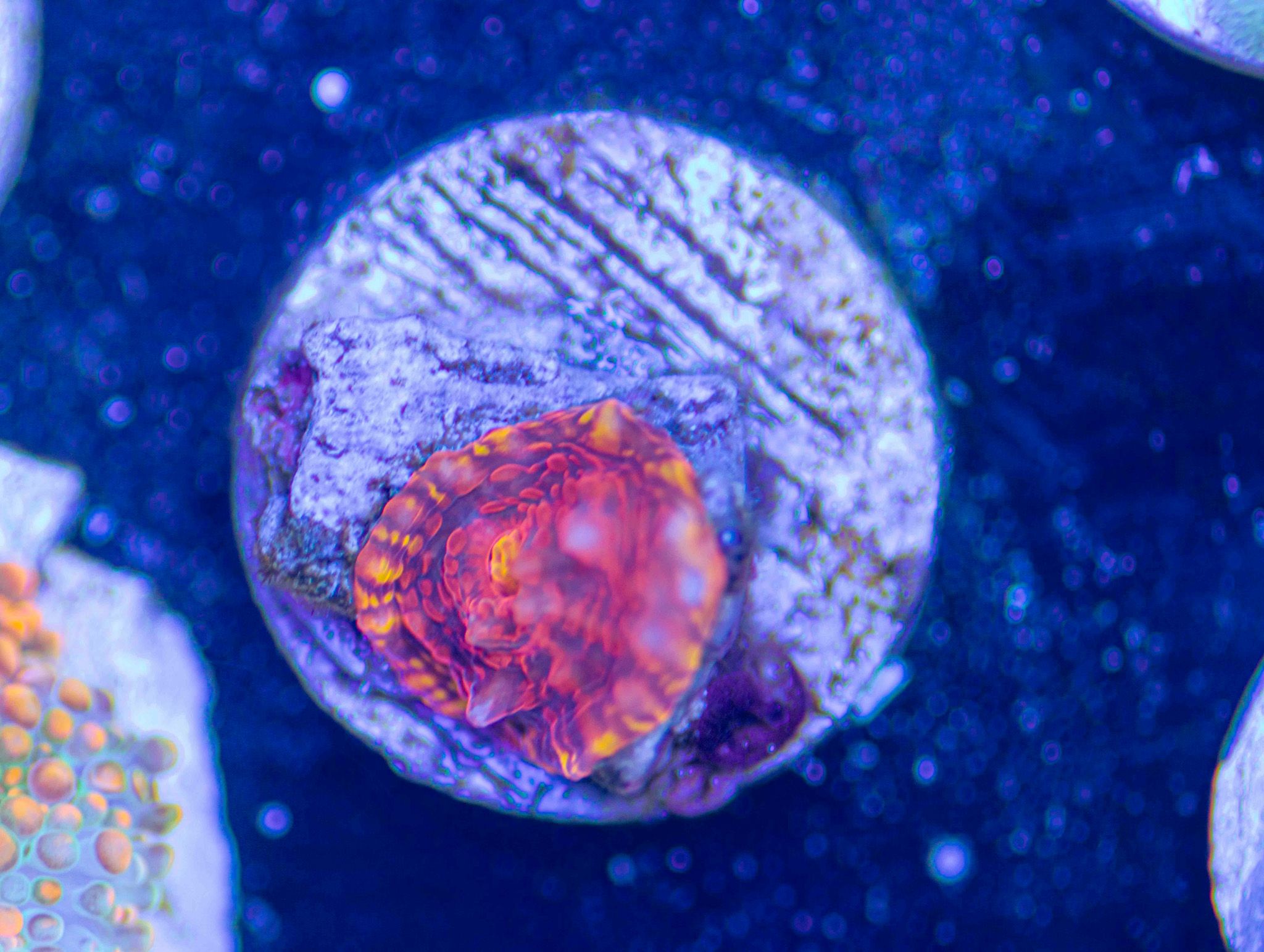 Homepage | BSA Corals