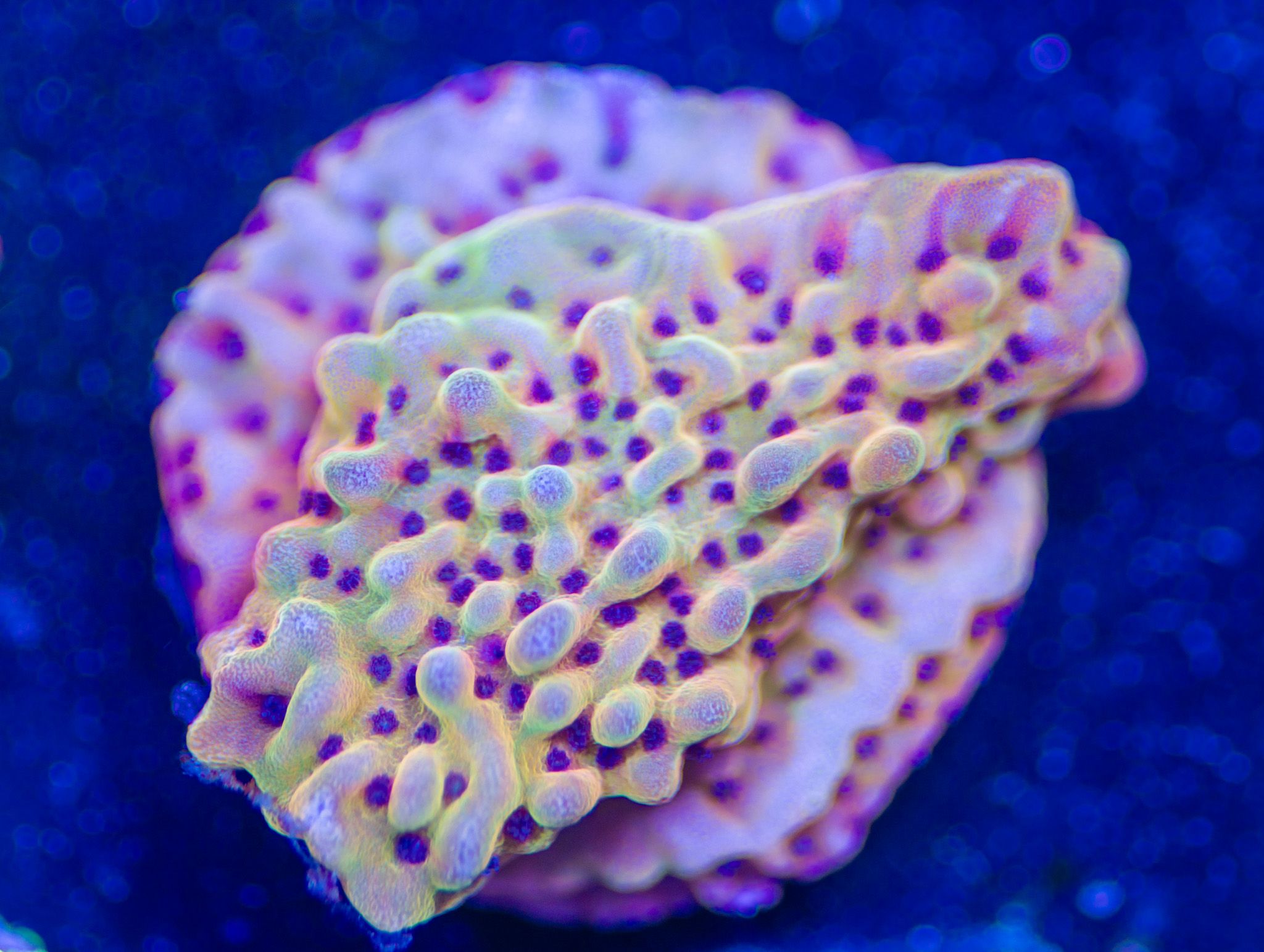 Homepage | BSA Corals