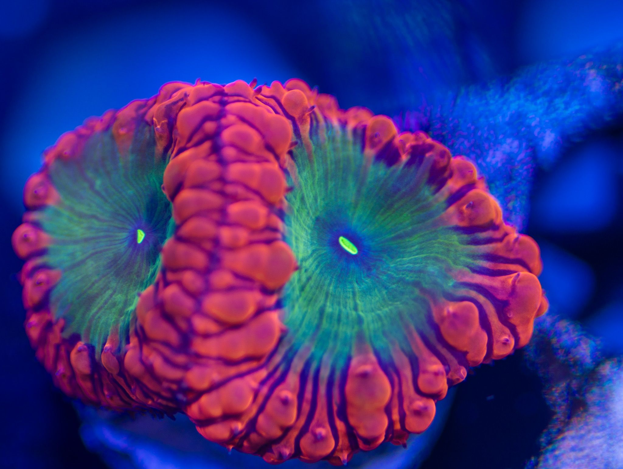 Homepage | BSA Corals