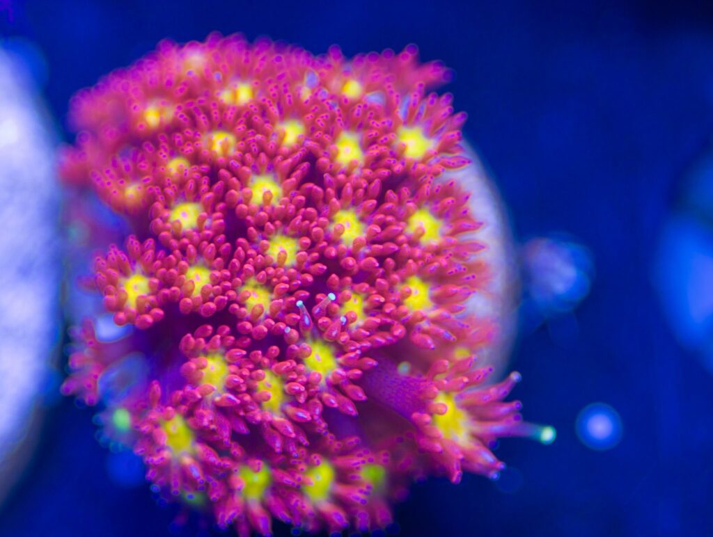 Homepage | BSA Corals