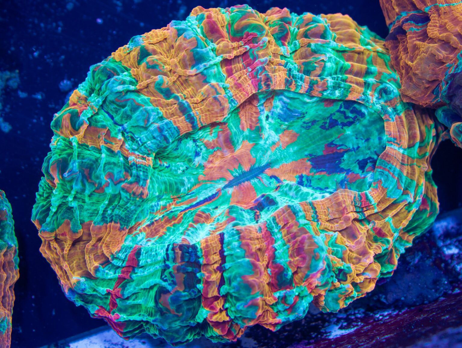 Homepage | BSA Corals