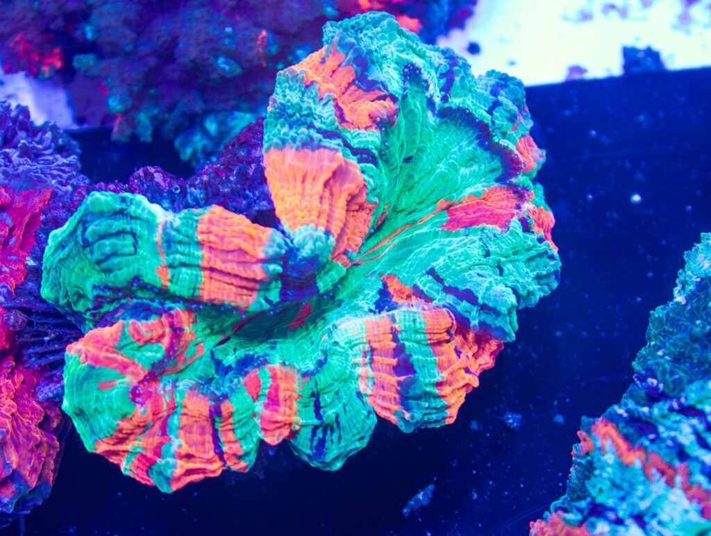 Homepage | BSA Corals