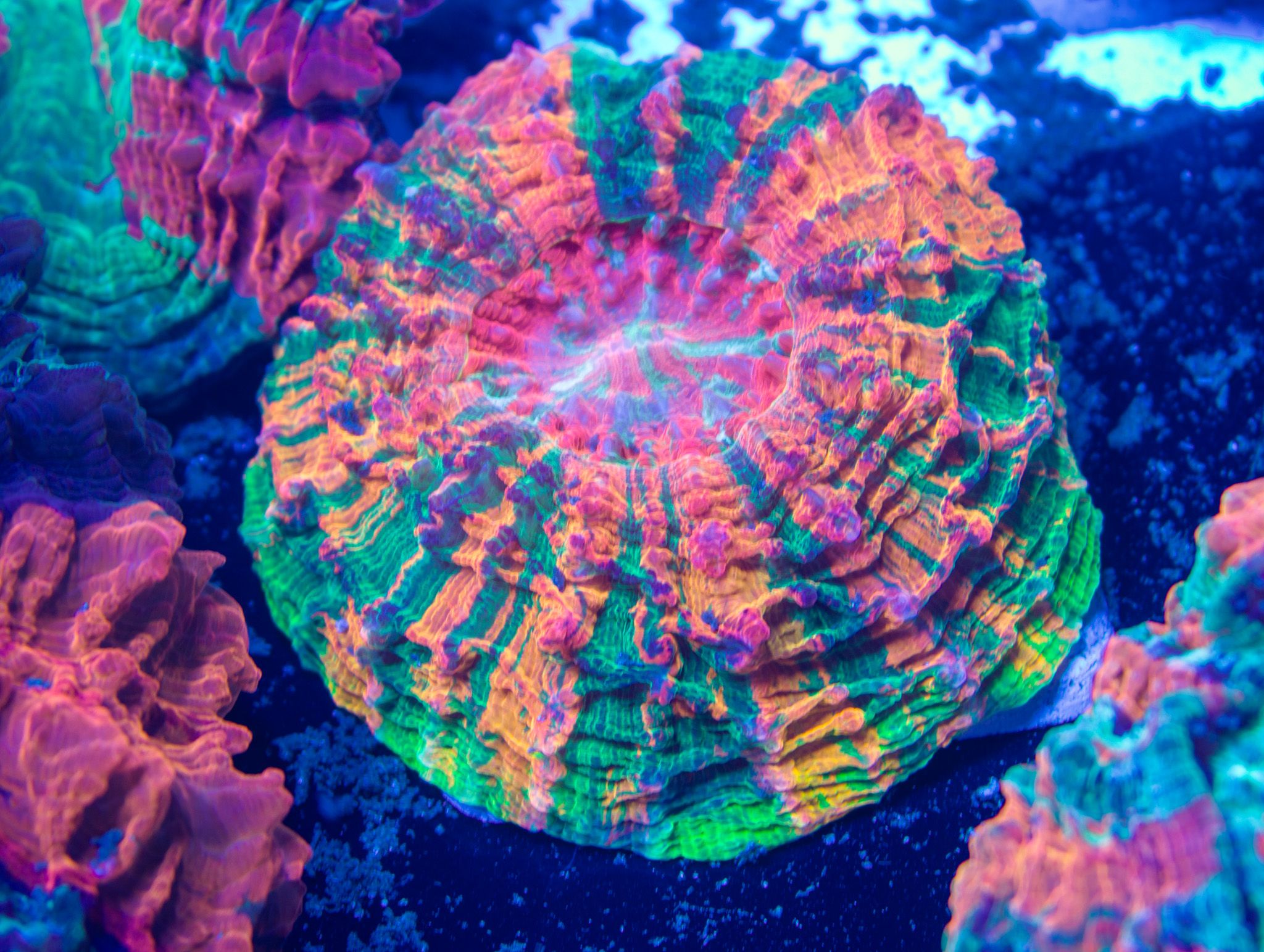 Homepage | BSA Corals