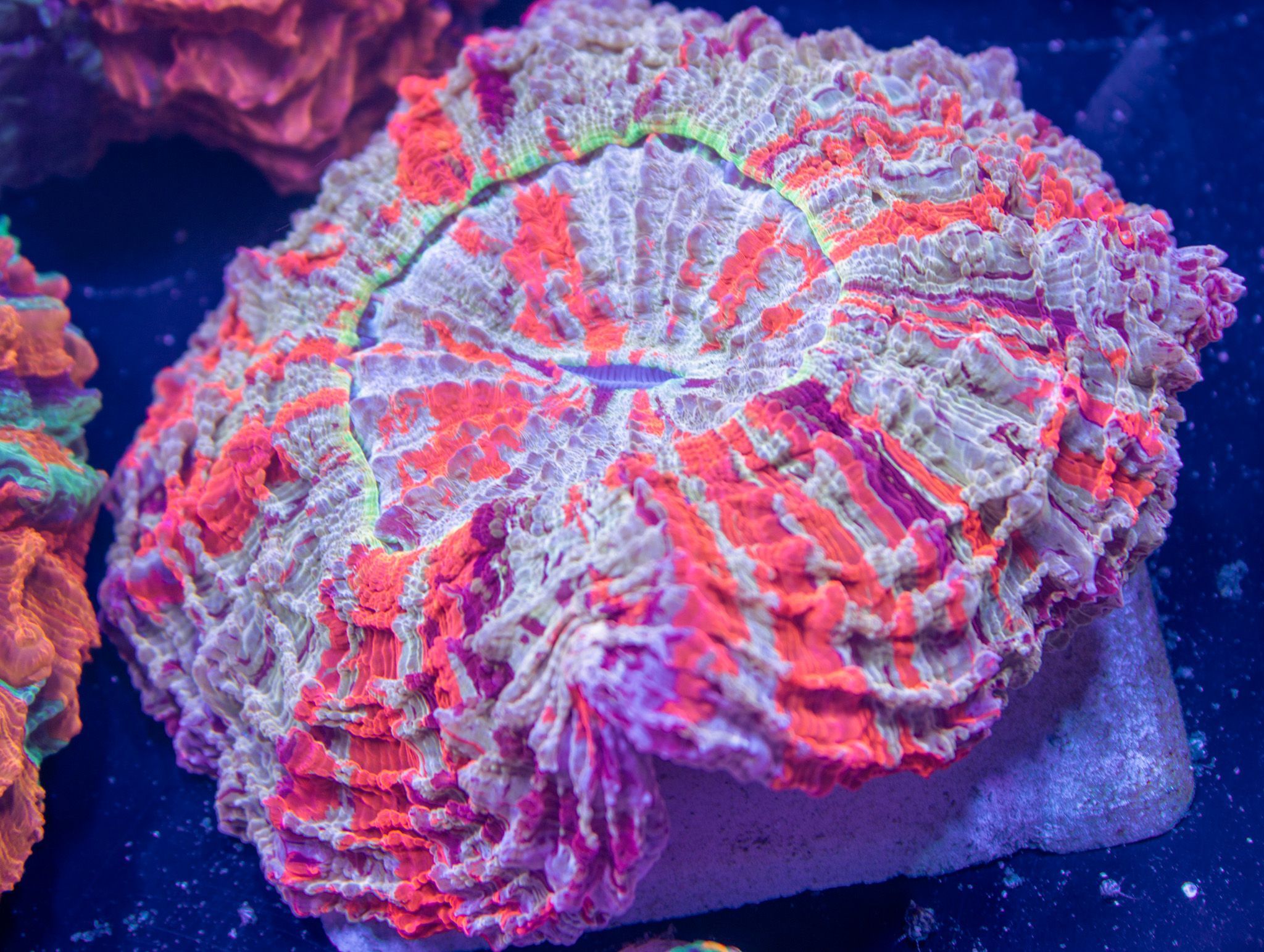 Homepage | BSA Corals