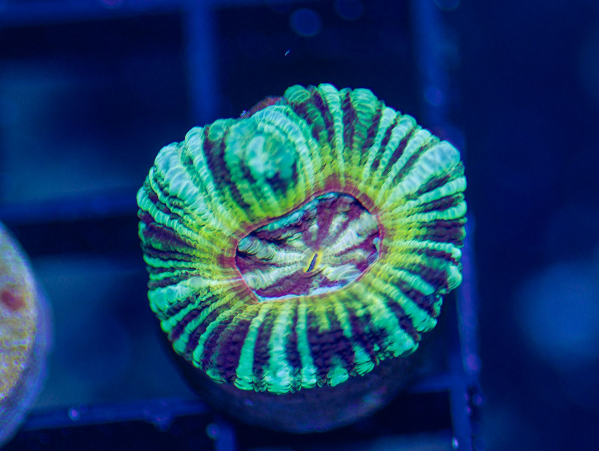 Homepage | BSA Corals