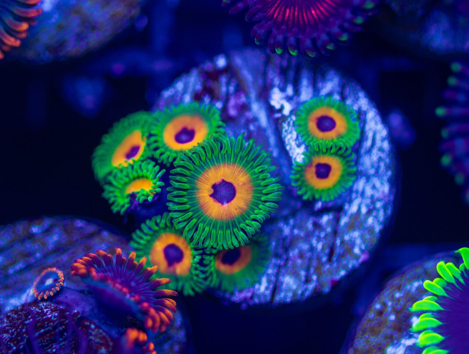 Homepage | BSA Corals